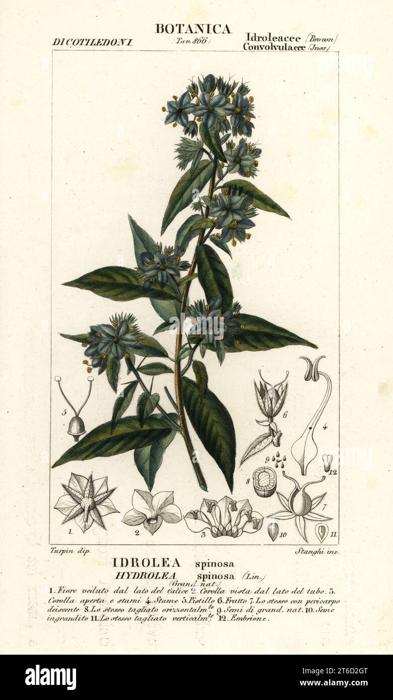 Idrolea spinosa Banque de photographies et d’images à haute résolution ...
