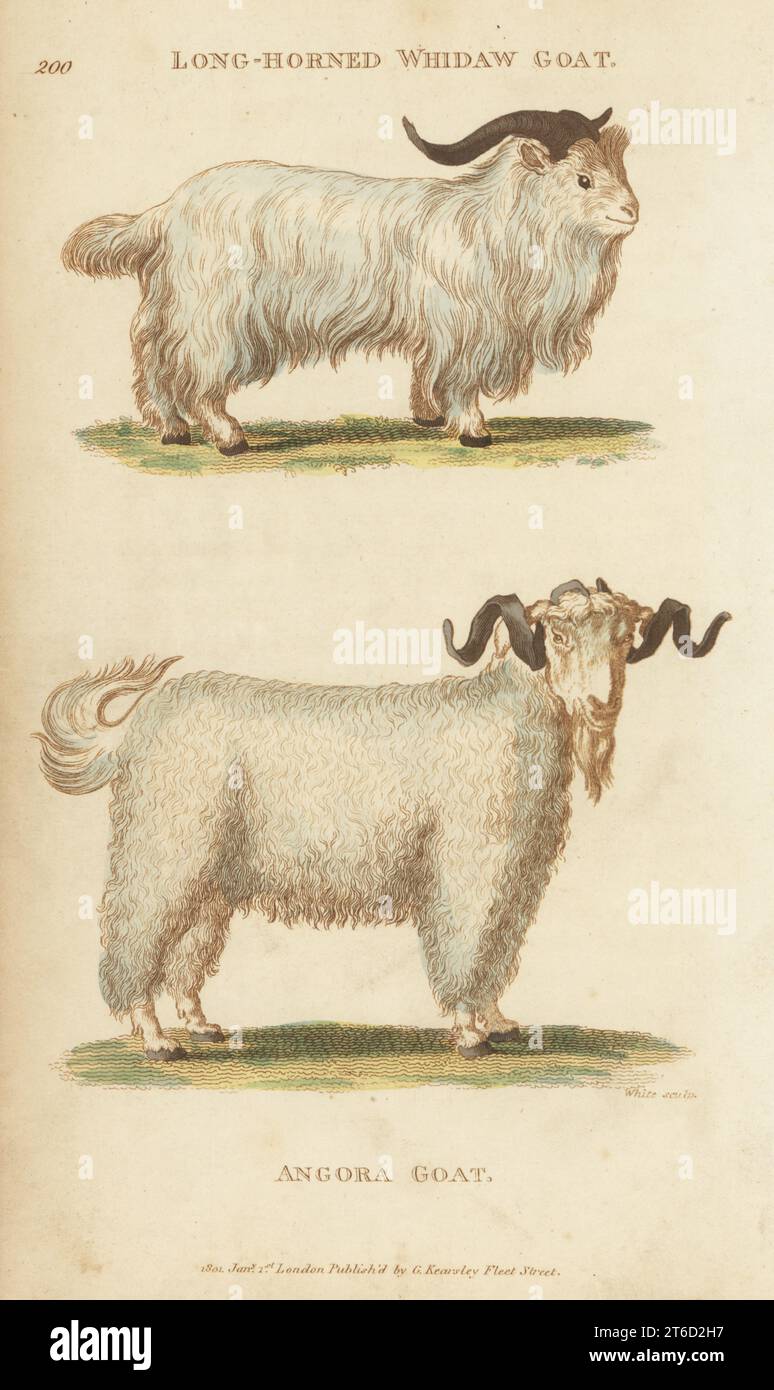 Capra reversa Banque de photographies et d’images à haute résolution ...