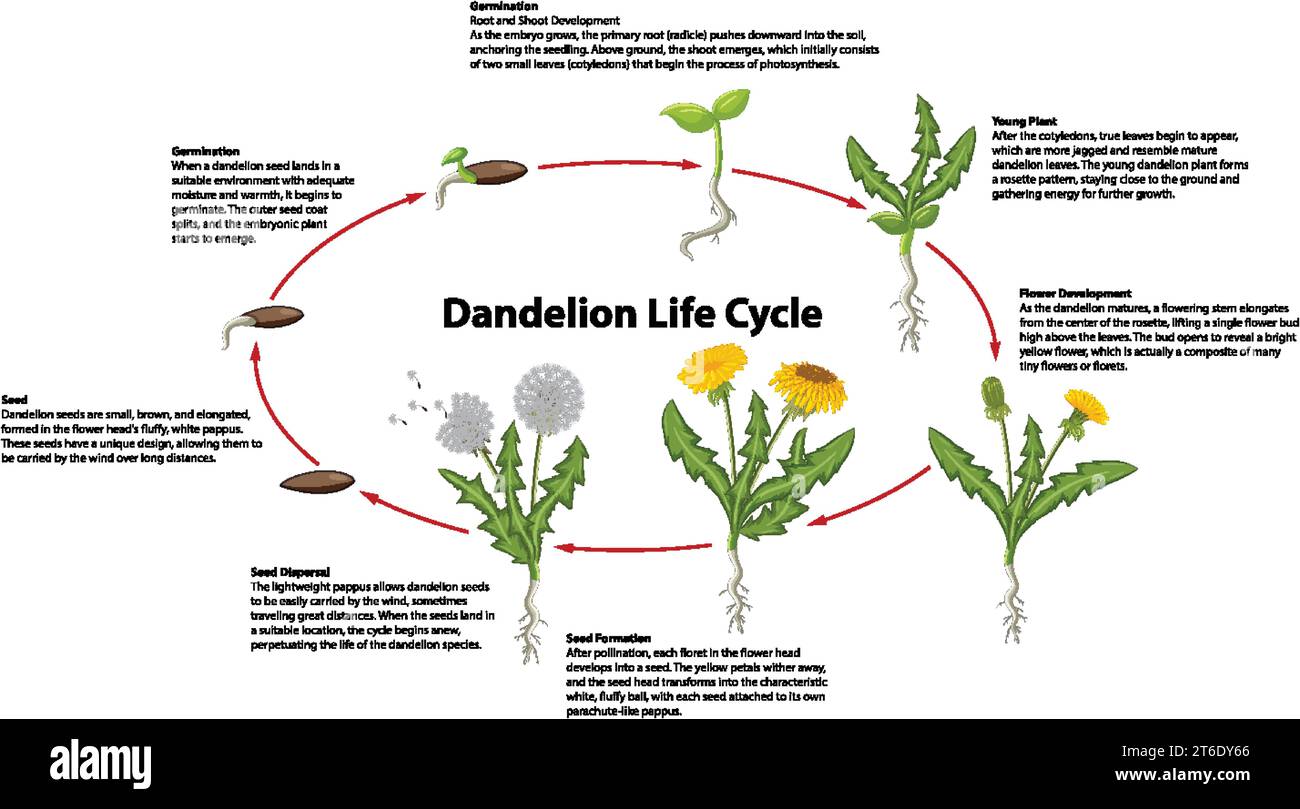 Cycle de vie du pissenlit Banque d'images vectorielles - Alamy