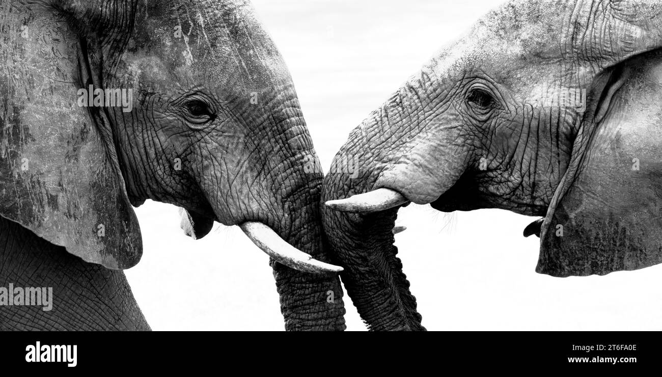 Deux éléphants d'Afrique face à face avec d'impressionnantes défenses ...