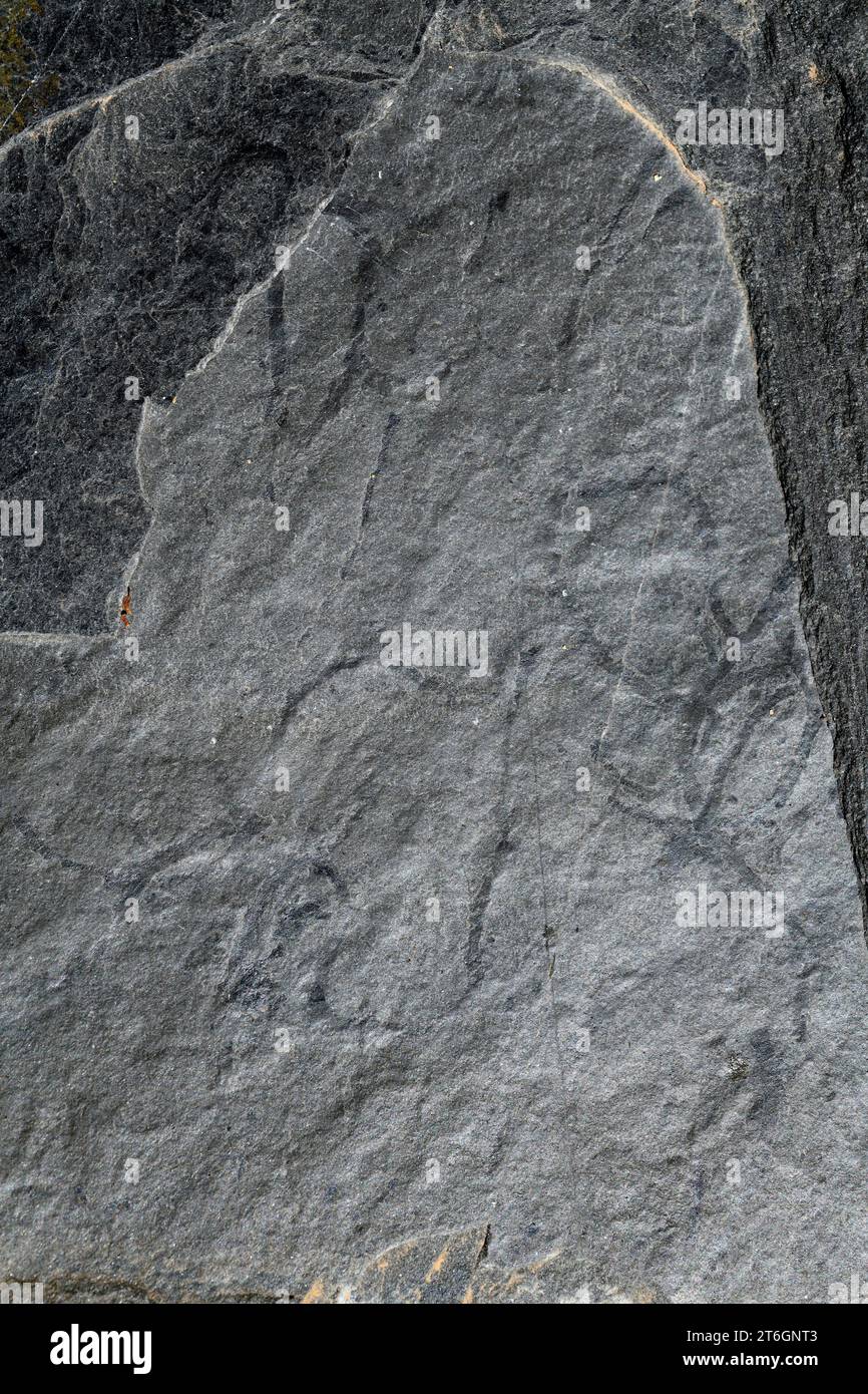 Lutite noire Cambrienne avec le fossile Vendotaenia antiqua (algues ...