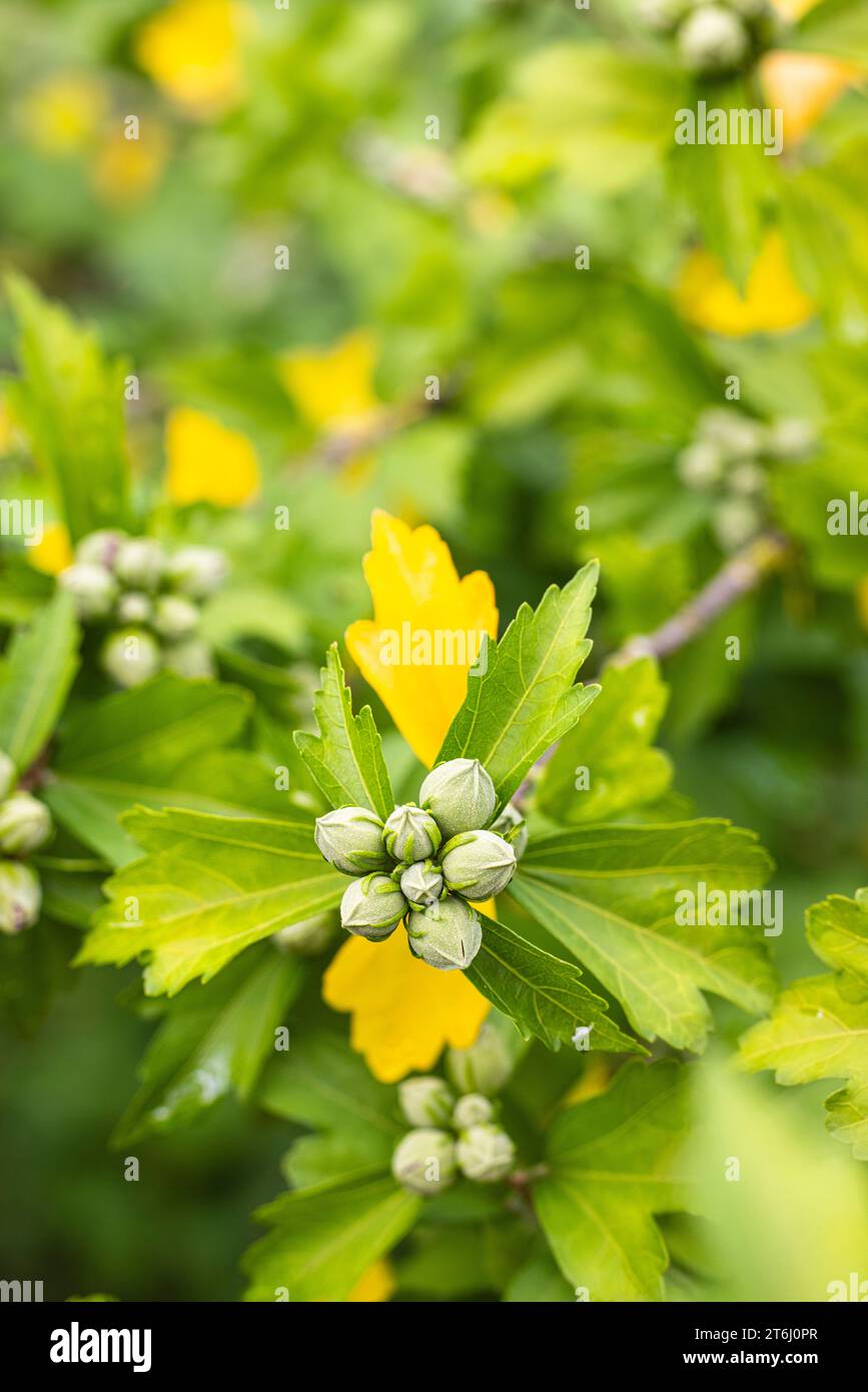 Guimauve arbustive Banque de photographies et d’images à haute ...