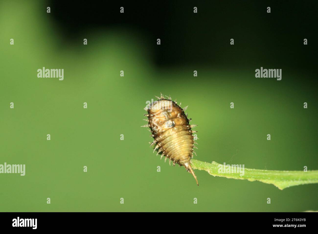 Coleoptera chrysomelidae agriculture Banque de photographies et d ...