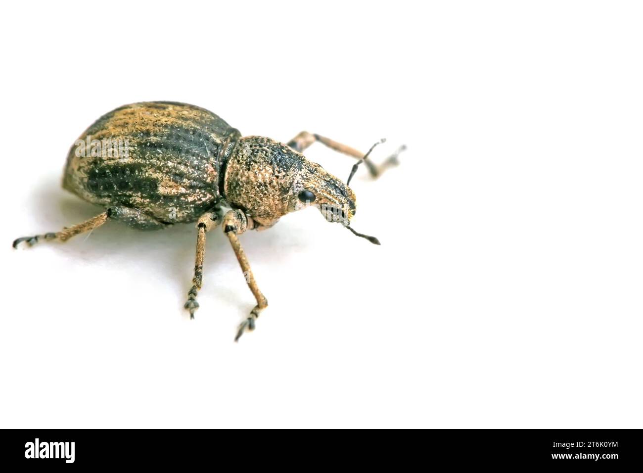 Habitat des insectes Banque d'images détourées - Alamy