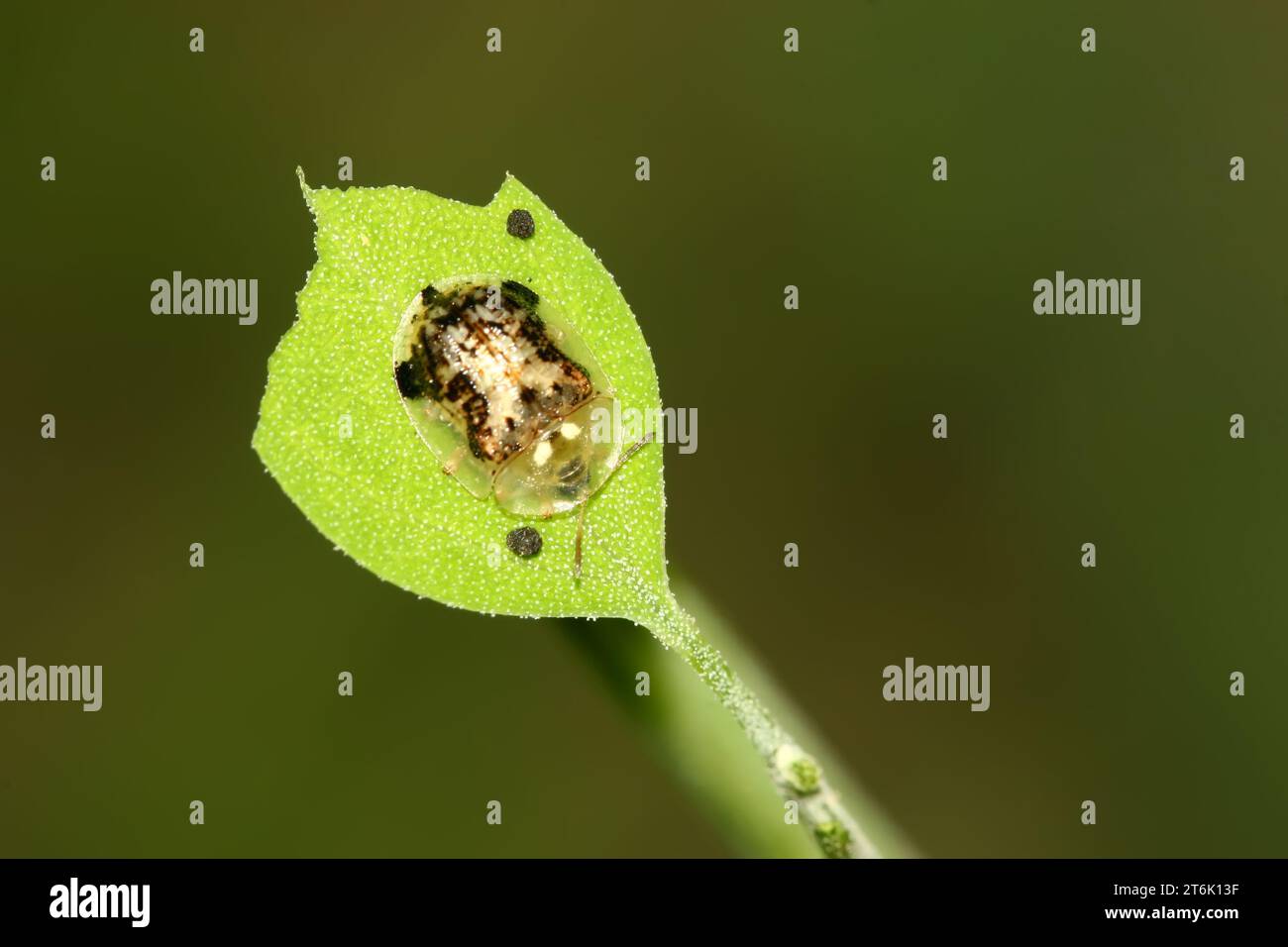 Coleoptera chrysomelidae agriculture Banque de photographies et d ...