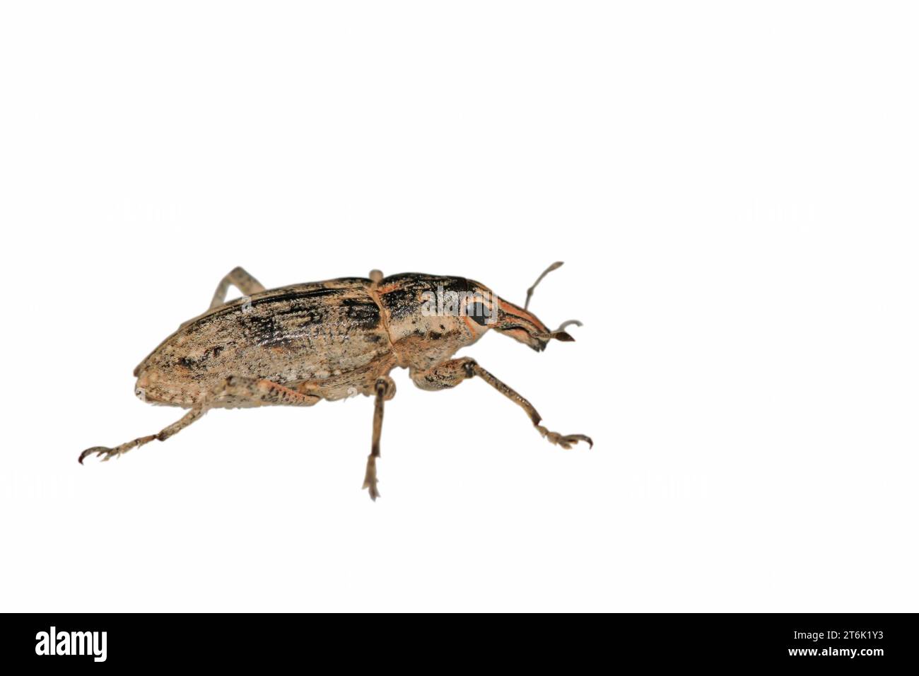 Habitat des insectes Banque d'images détourées - Alamy