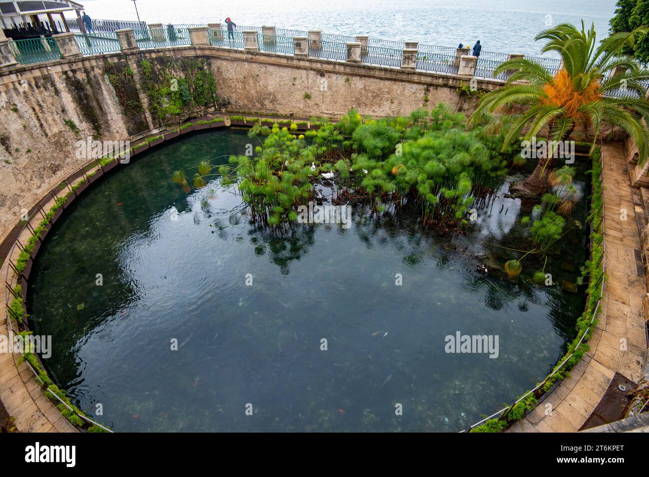 Arethusa spring Banque de photographies et d’images à haute résolution ...