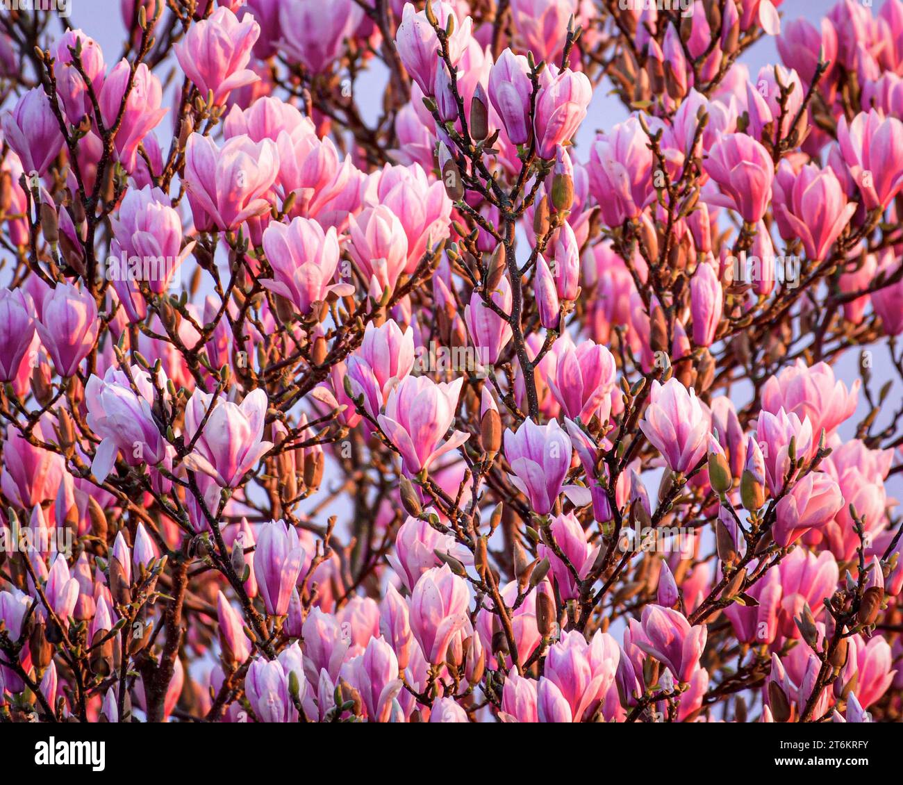 Magnolia tree in full bloom Banque de photographies et d’images à haute ...