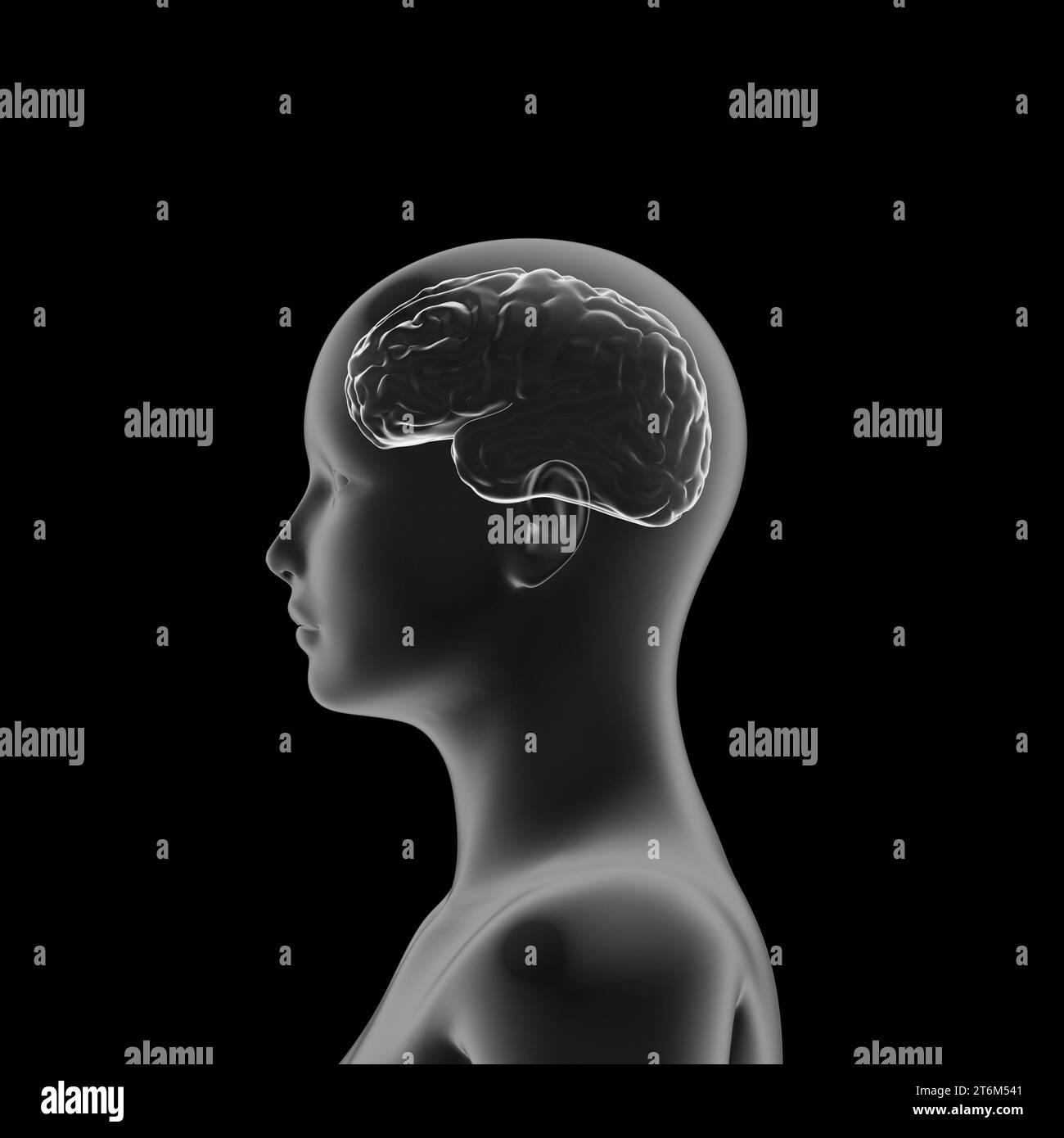 anatomie du cerveau humain féminin, tête de femme Photo Stock - Alamy