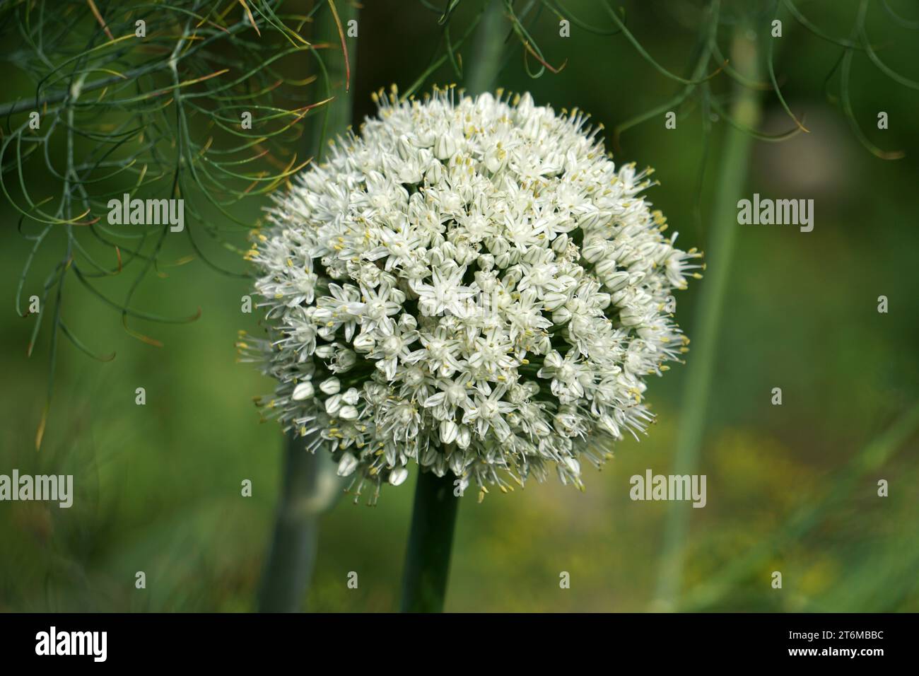 Oignon en fleurs Banque de photographies et d’images à haute résolution ...
