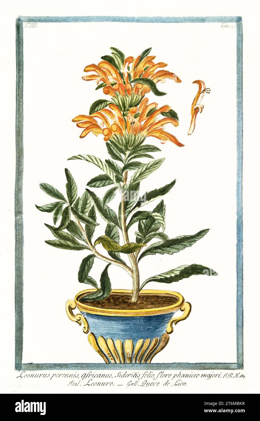 Leonotis illustration Banque de photographies et d’images à haute ...