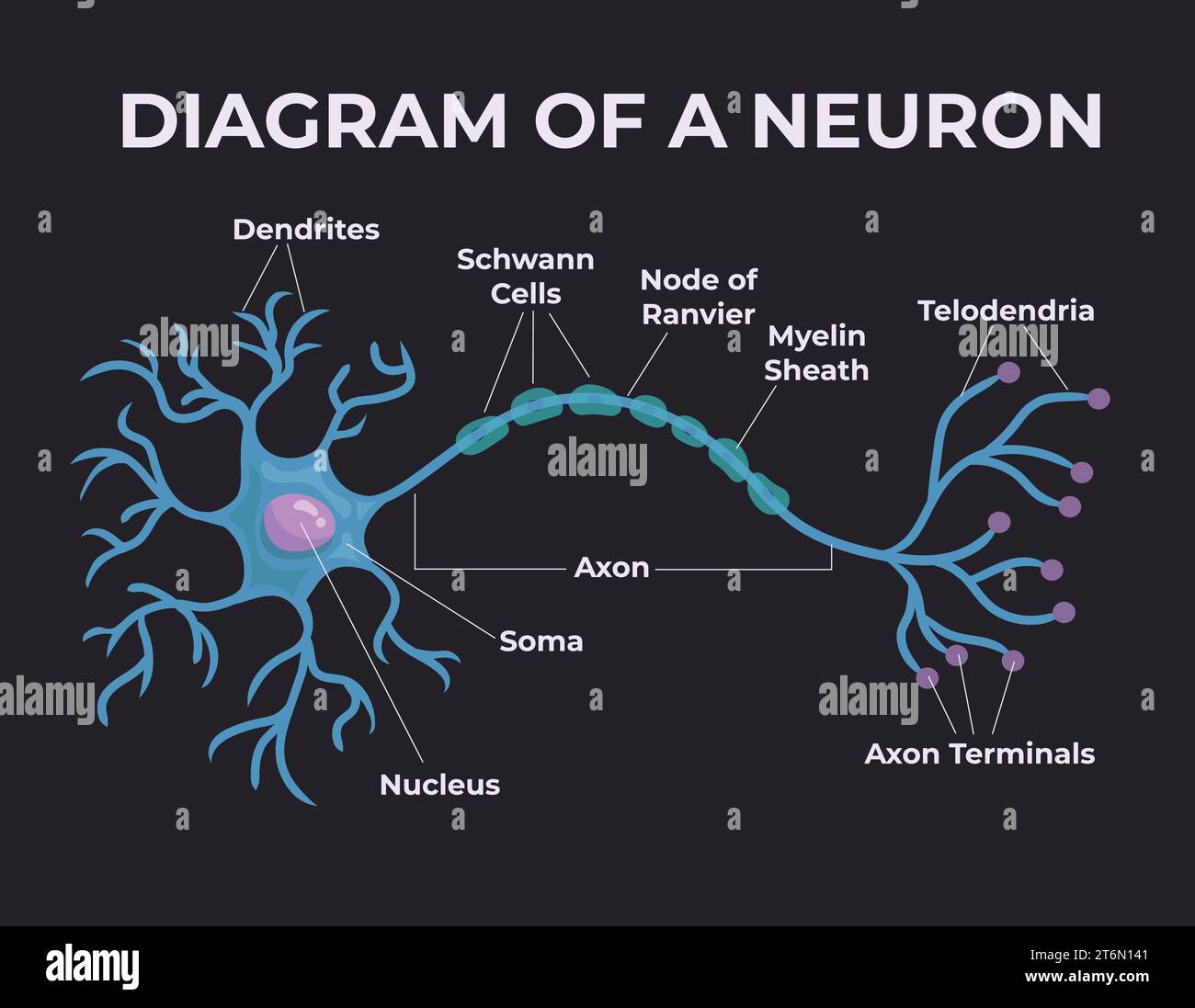 Neurone schéma Banque d'images vectorielles - Alamy