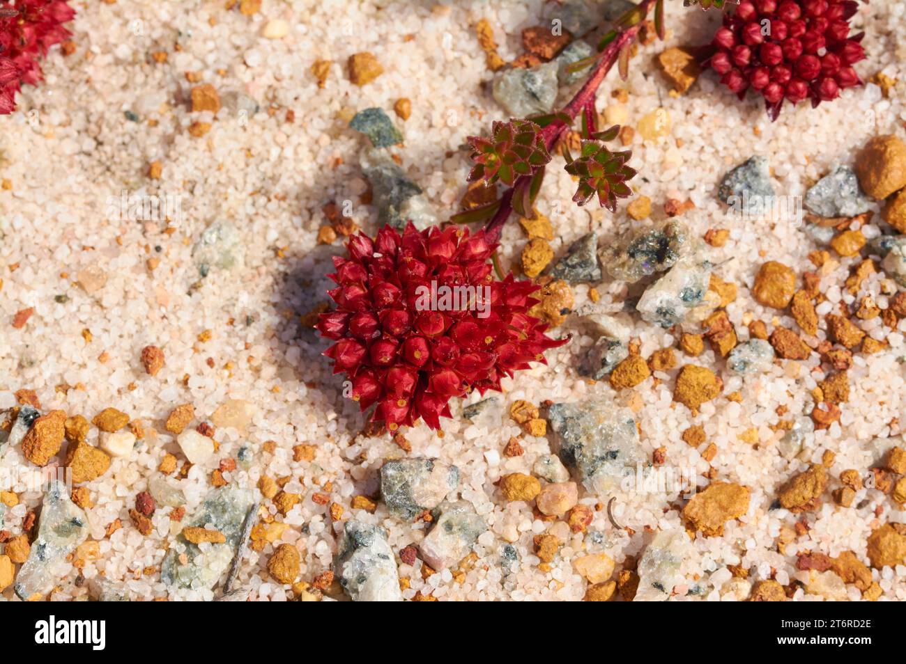 Fleurs sauvages dans le parc national lesueur Banque de photographies ...