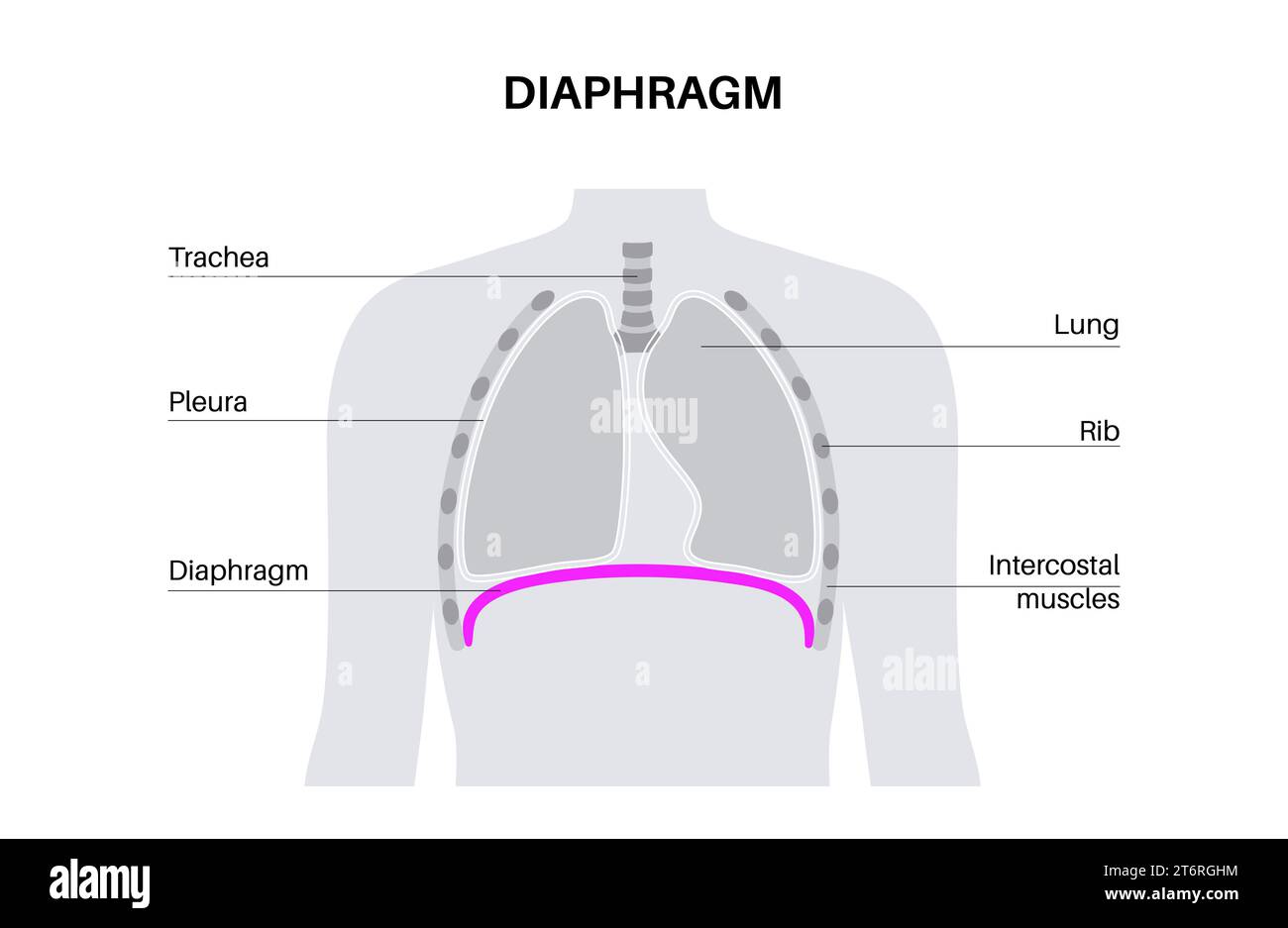 Diaphragme respiratoire Banque d'images détourées - Alamy