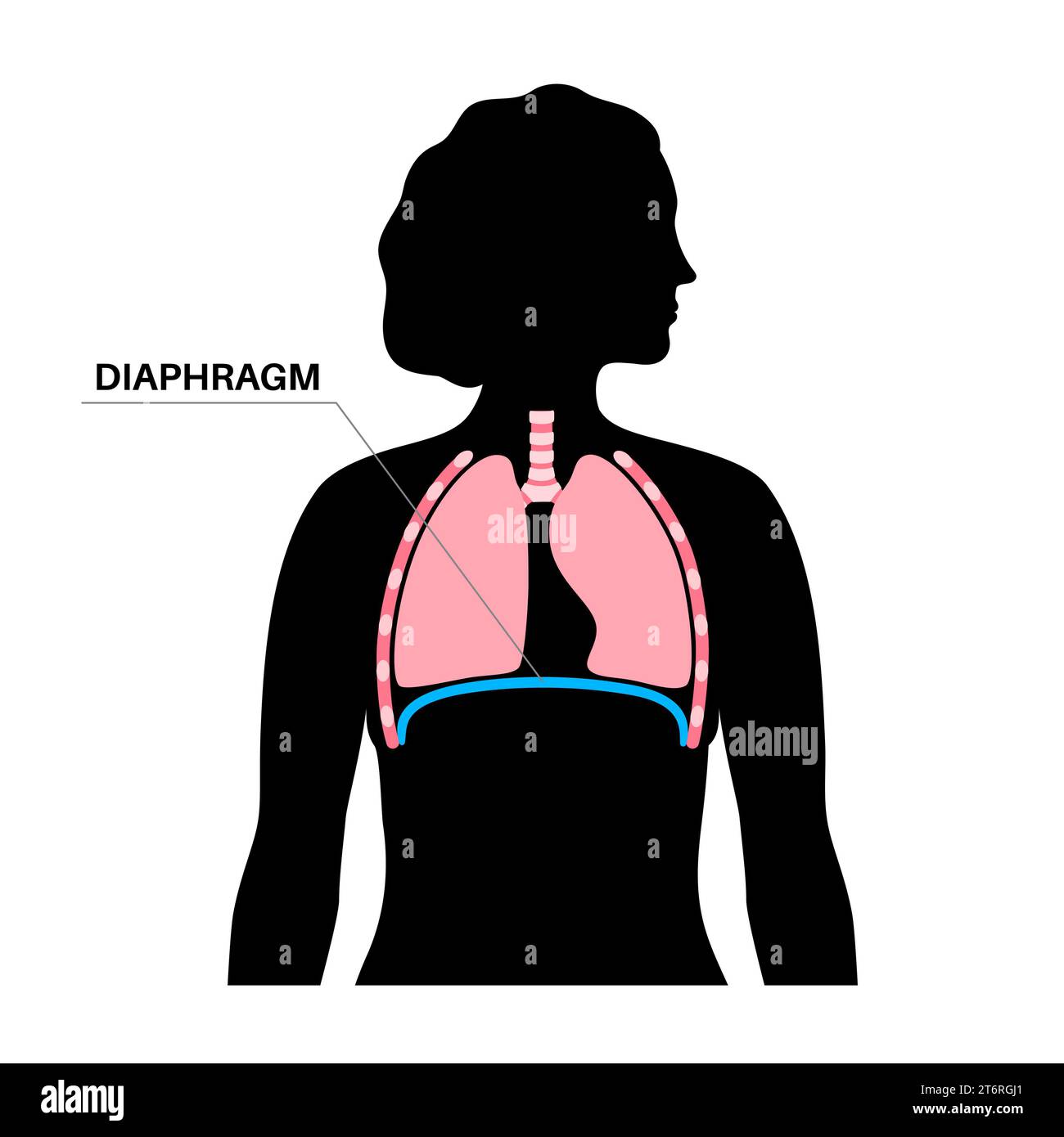 Diaphragme respiratoire Banque d'images détourées - Alamy