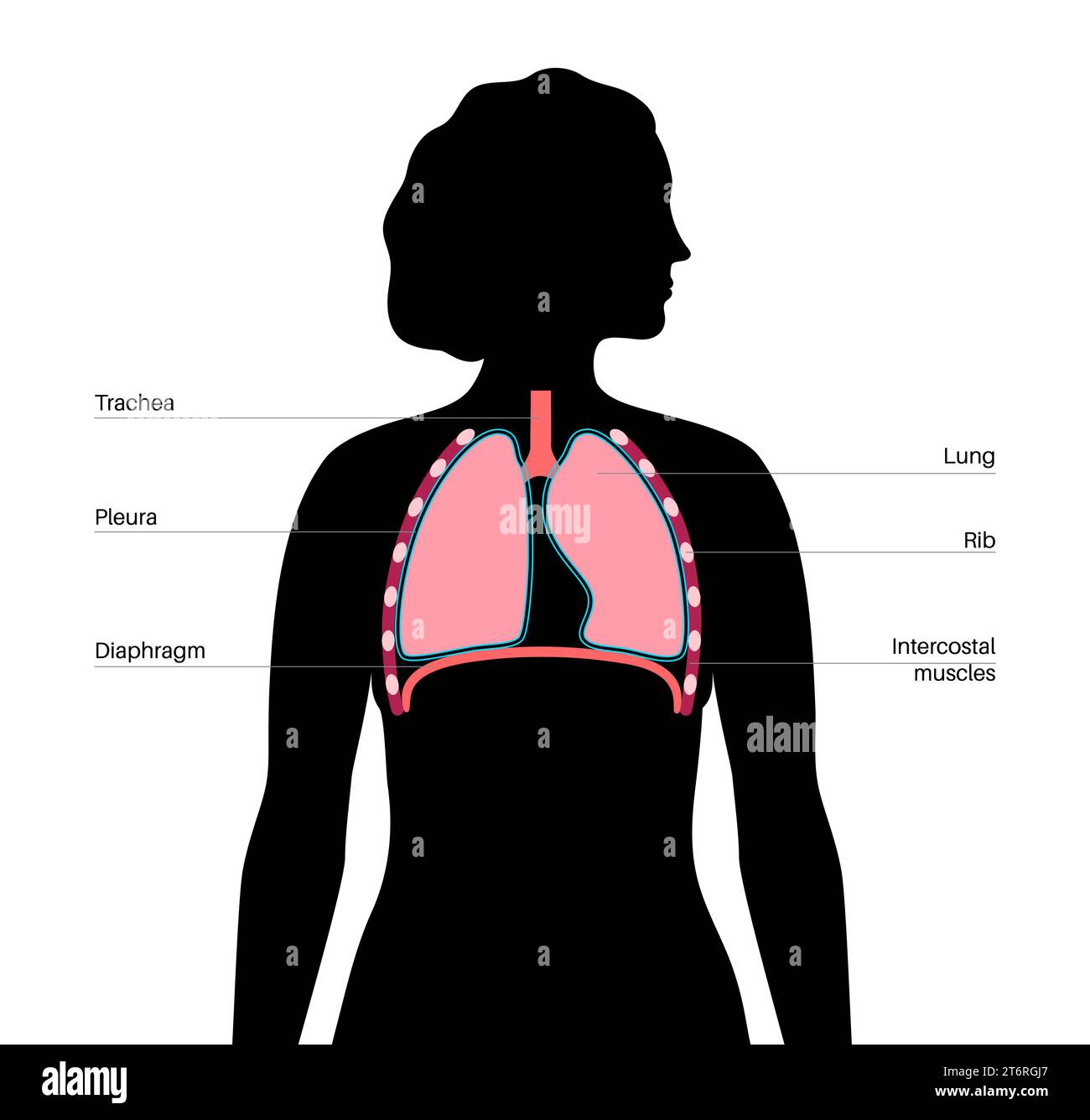 Anatomie du système respiratoire, illustration Photo Stock - Alamy