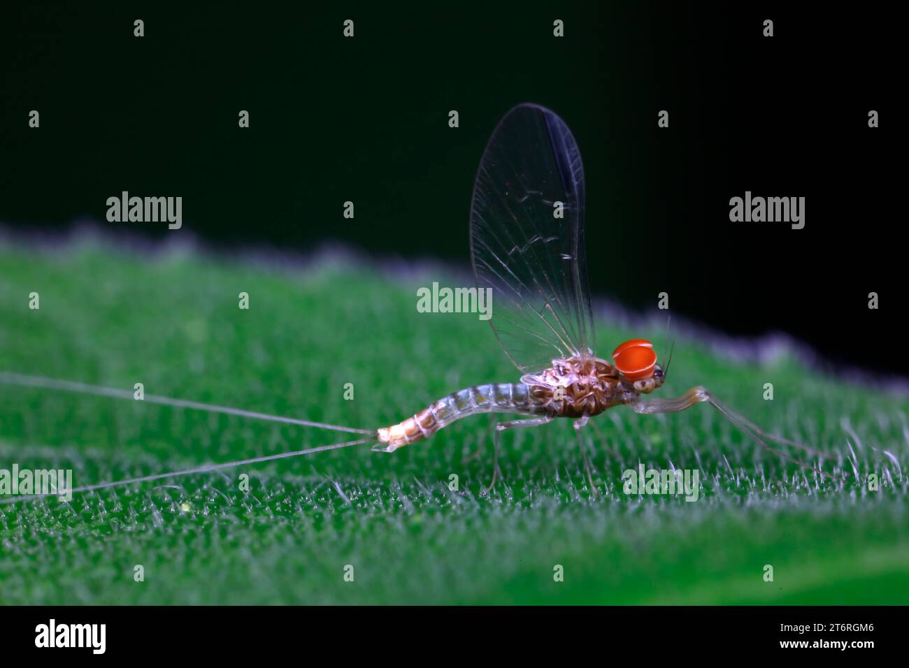 Mayfly imago ephemera ephemeroptera Banque de photographies et d’images ...