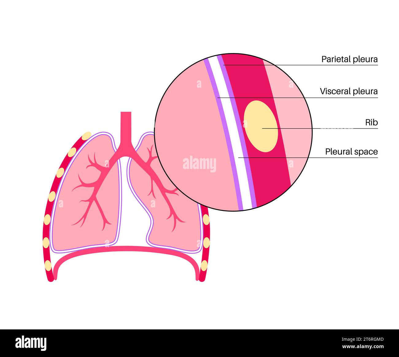 Anatomie de la plèvre, illustration Photo Stock - Alamy