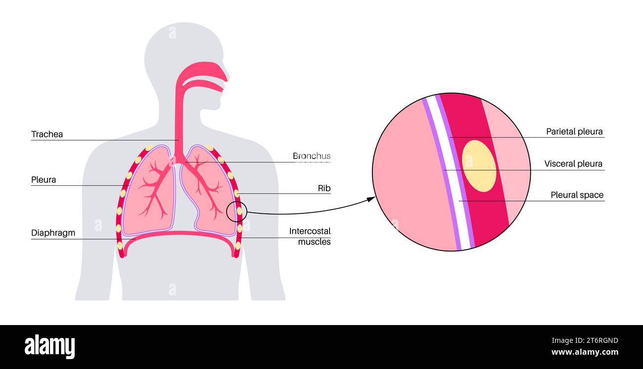 Anatomie de la plèvre, illustration Photo Stock - Alamy