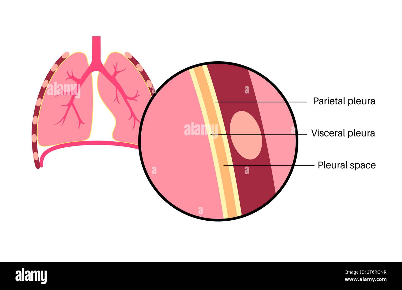 Anatomie de la plèvre, illustration Photo Stock - Alamy