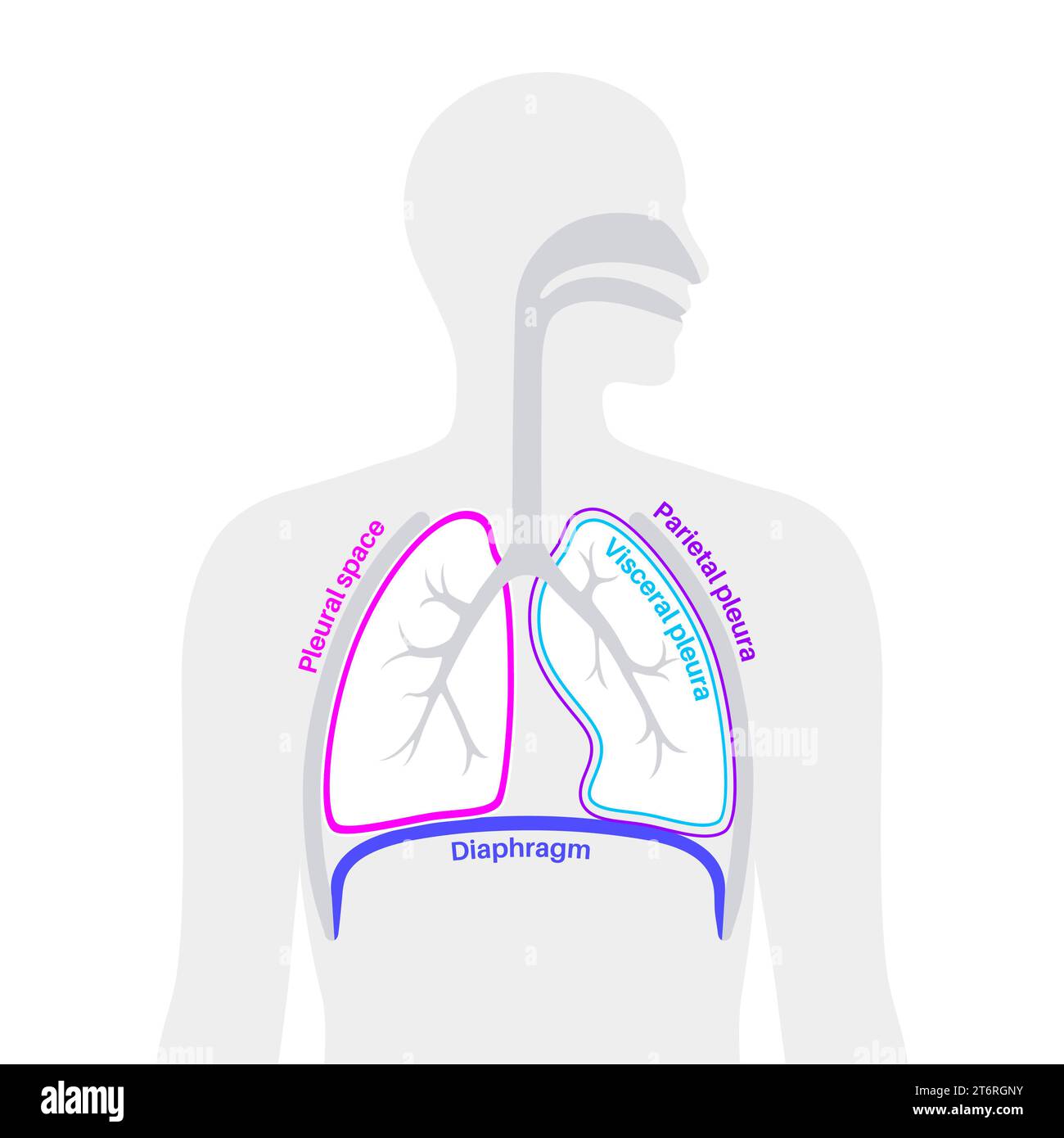 Anatomie de la plèvre, illustration Photo Stock - Alamy