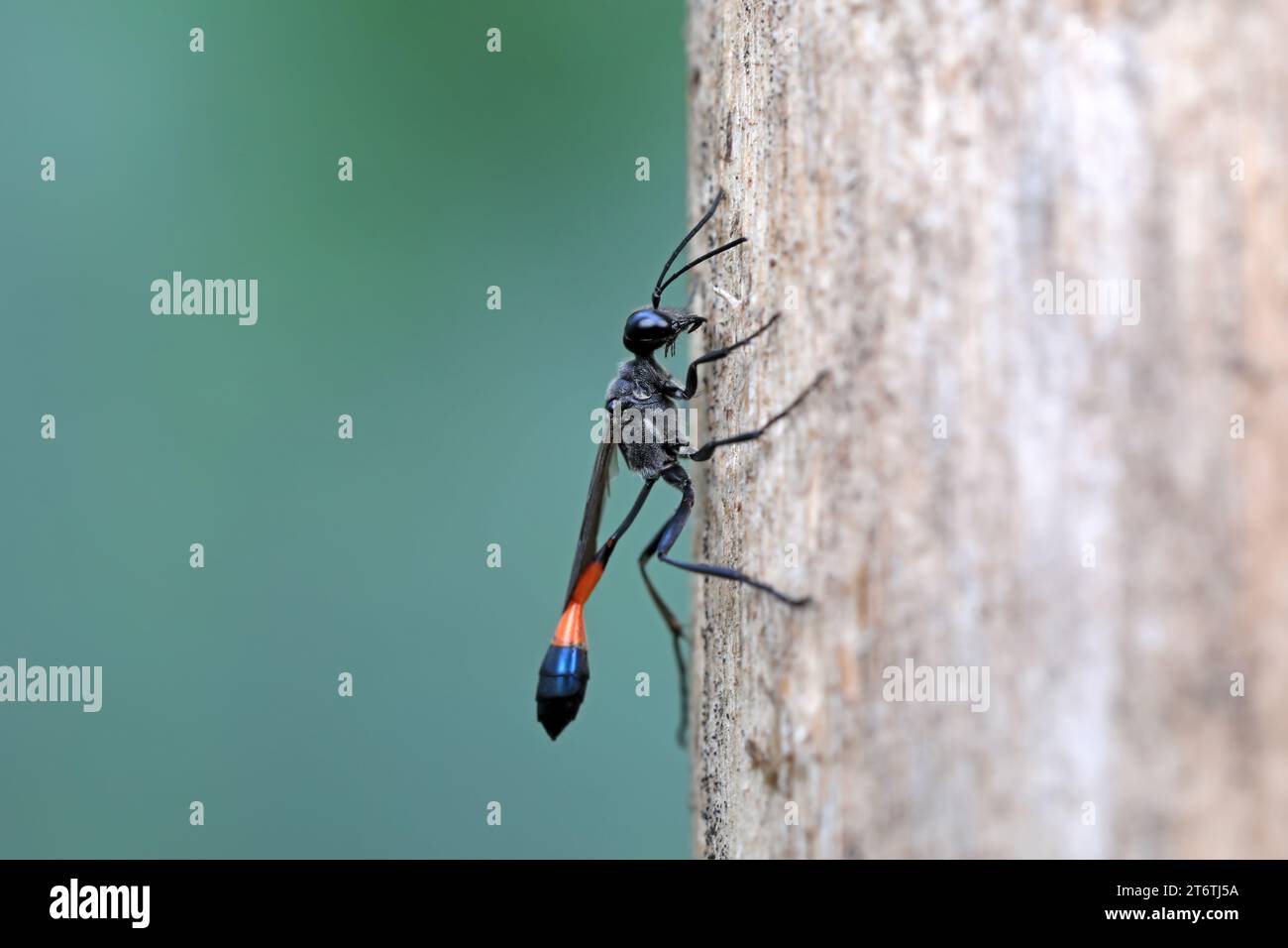 Mud dauber wasps Banque de photographies et d’images à haute résolution ...