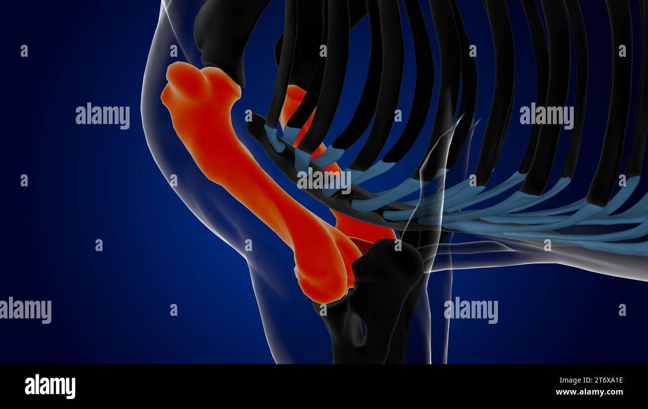 Anatomie du squelette humérus de cheval pour le rendu 3D du concept ...