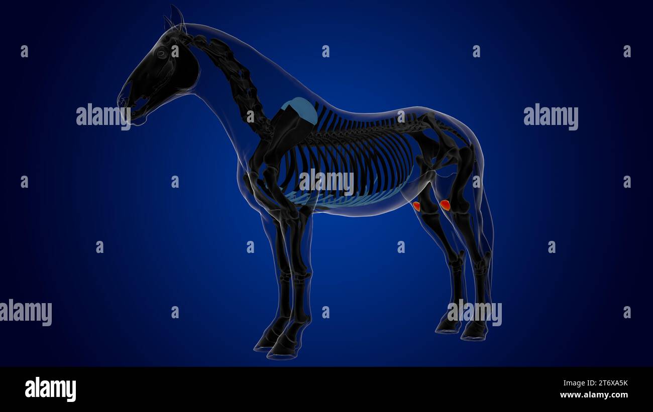 Anatomie du squelette du cheval rotulien pour le rendu 3D du concept ...