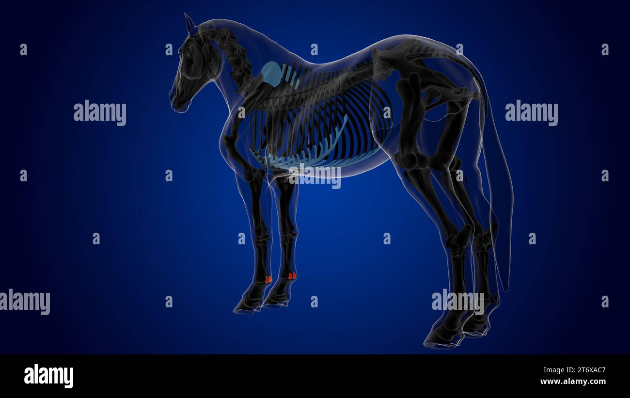 Anatomie du squelette du cheval sésamoïde proximal pour le rendu 3D du ...