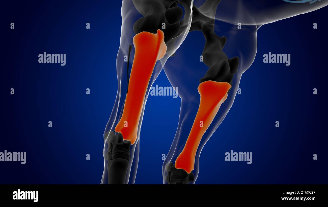 Anatomie du squelette du cheval tibia pour le rendu 3D du concept ...