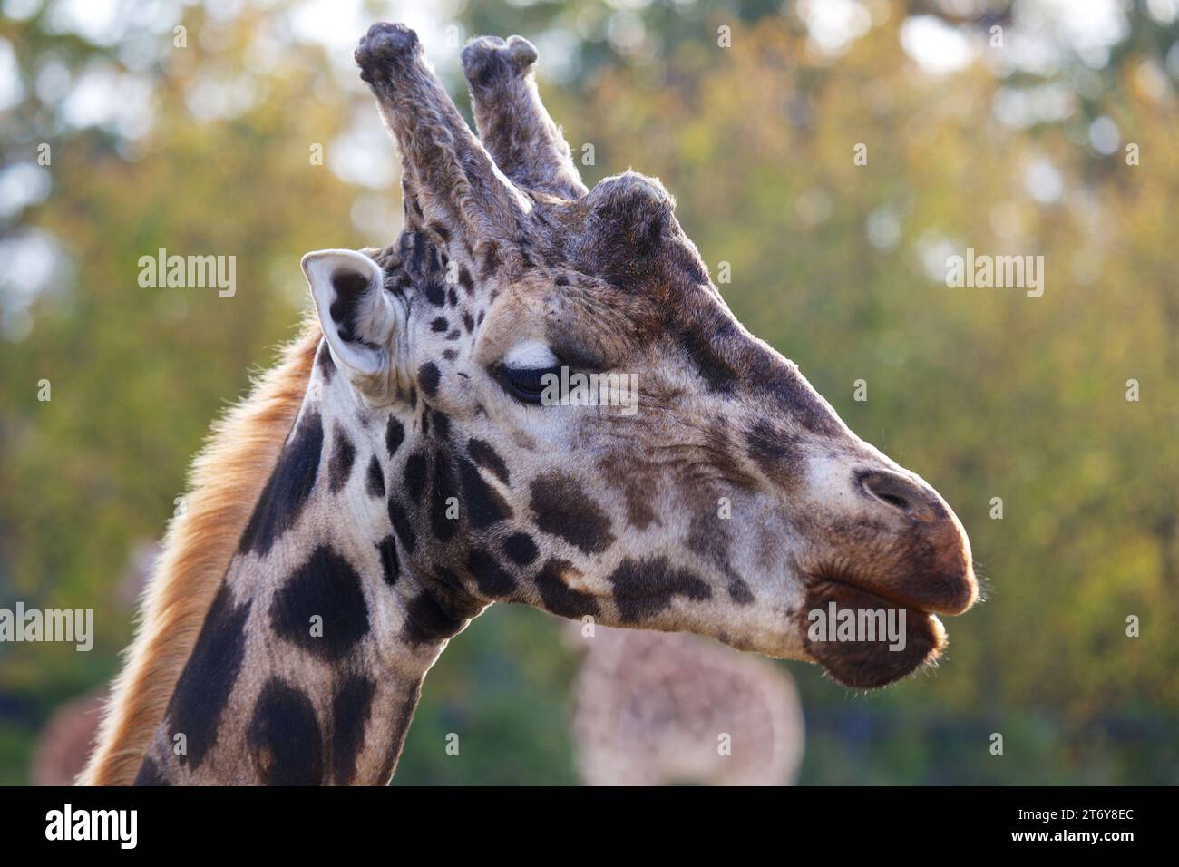 Girafe gracieuse (Giraffa camelopardalis) capturée dans son habitat de ...