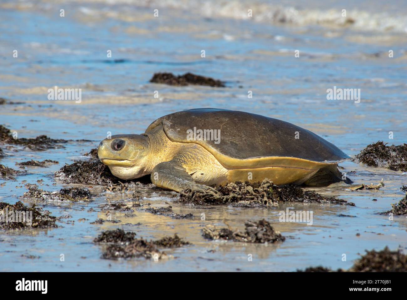 La tortue sort en rampant Banque de photographies et d’images à haute ...