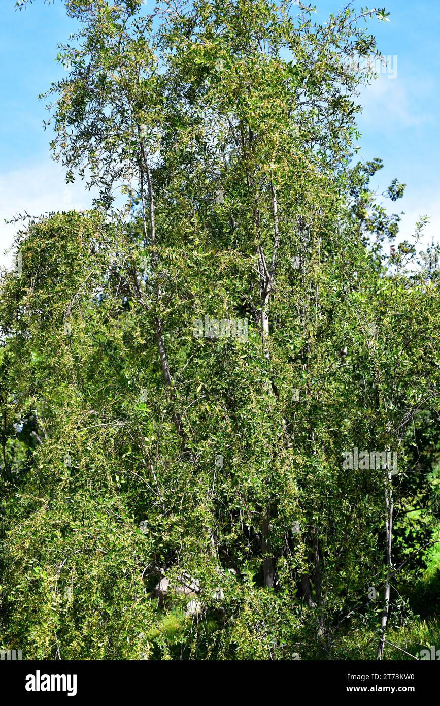 Mayten maytenus boaria Banque de photographies et d’images à haute ...