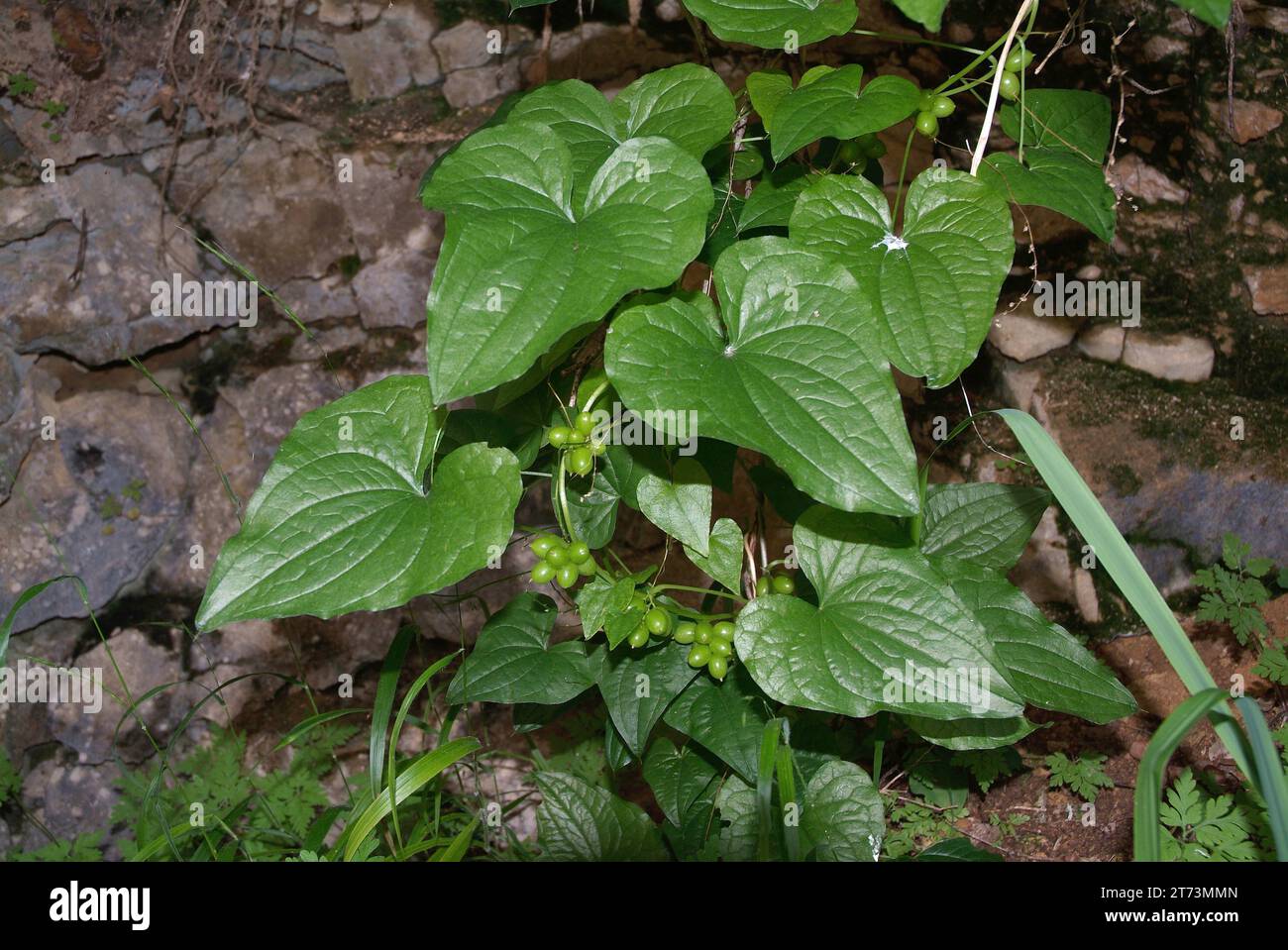 Nueza negra Banque de photographies et d’images à haute résolution - Alamy