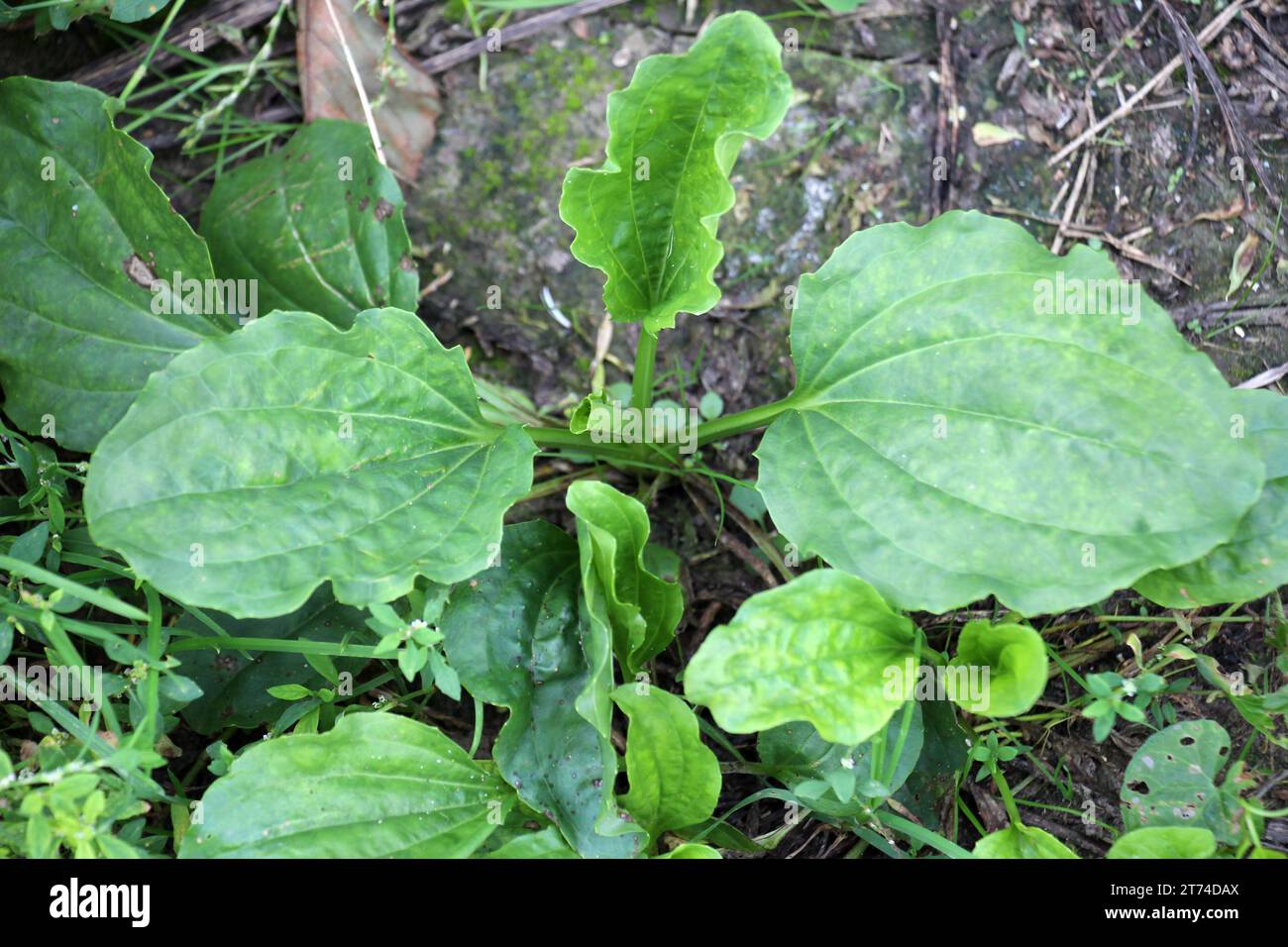 Plantago borysthenica Banque de photographies et d’images à haute ...