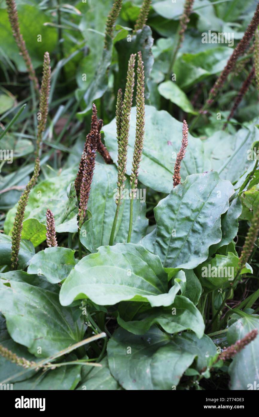 Plantago borysthenica Banque de photographies et d’images à haute ...