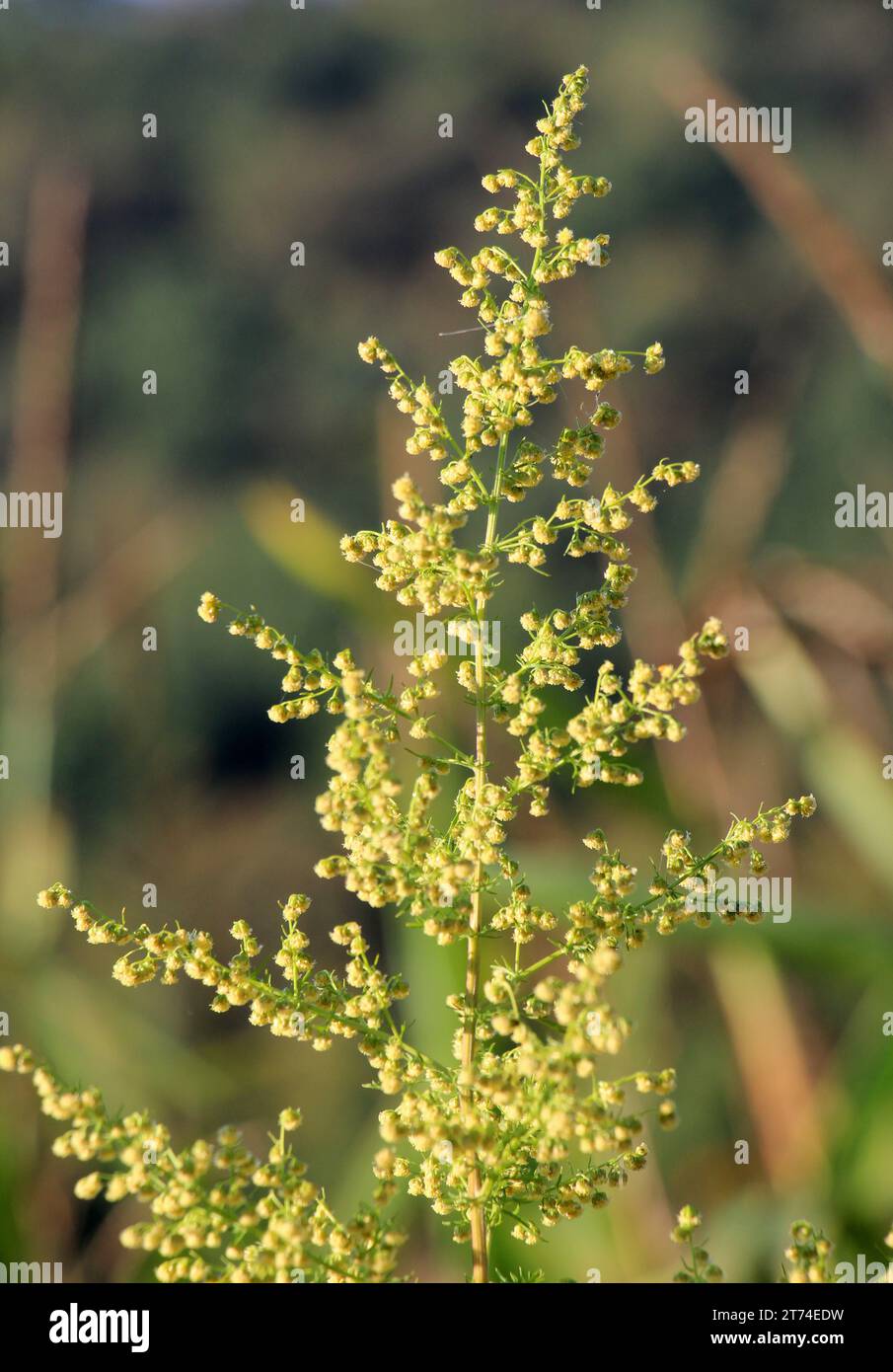 Artemisia annua Banque de photographies et d’images à haute résolution ...