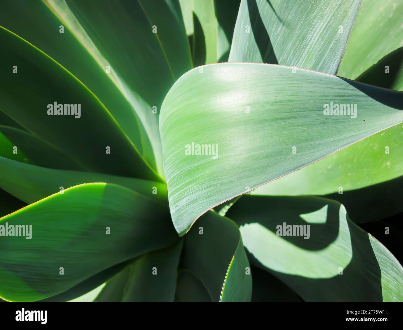 Plante à longues feuilles Banque de photographies et d’images à haute ...