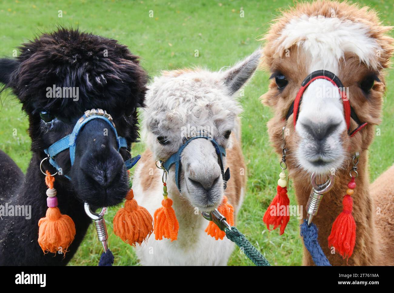 03 novembre 2023, Saxe, Delitzsch : les trois alpagas de Tierpark Lara ...