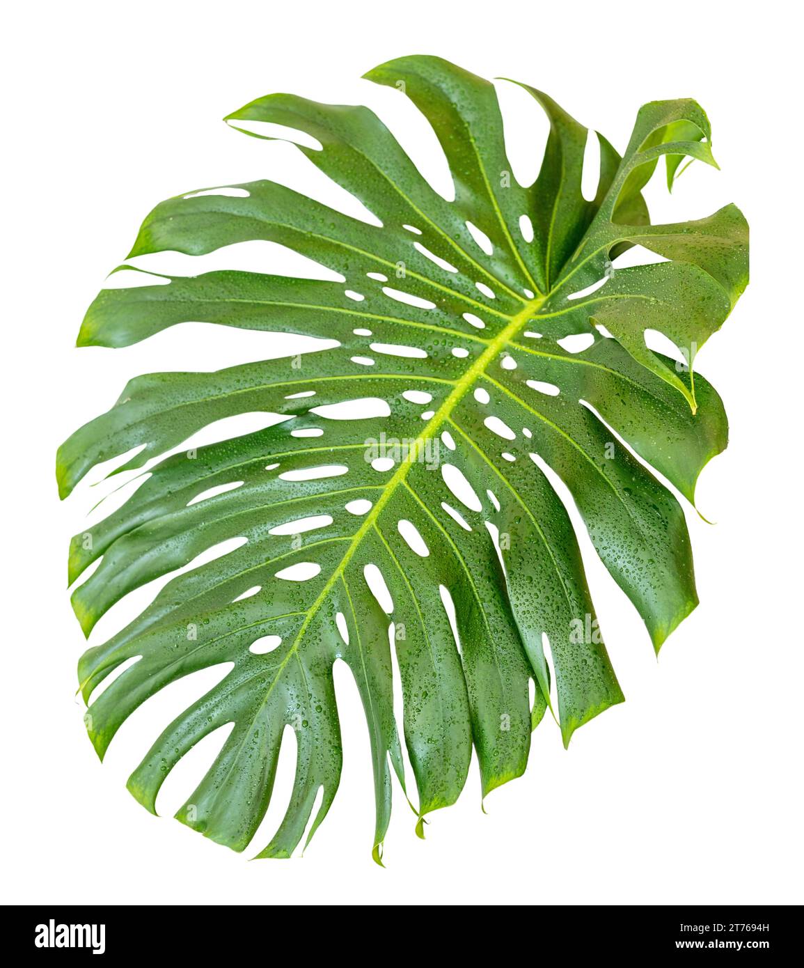 Feuille tropicale pluie sur fond blanc Banque de photographies et d ...