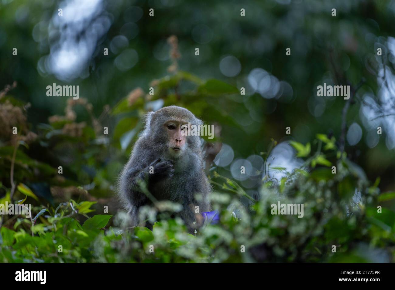 Endemic primate Banque de photographies et d’images à haute résolution ...