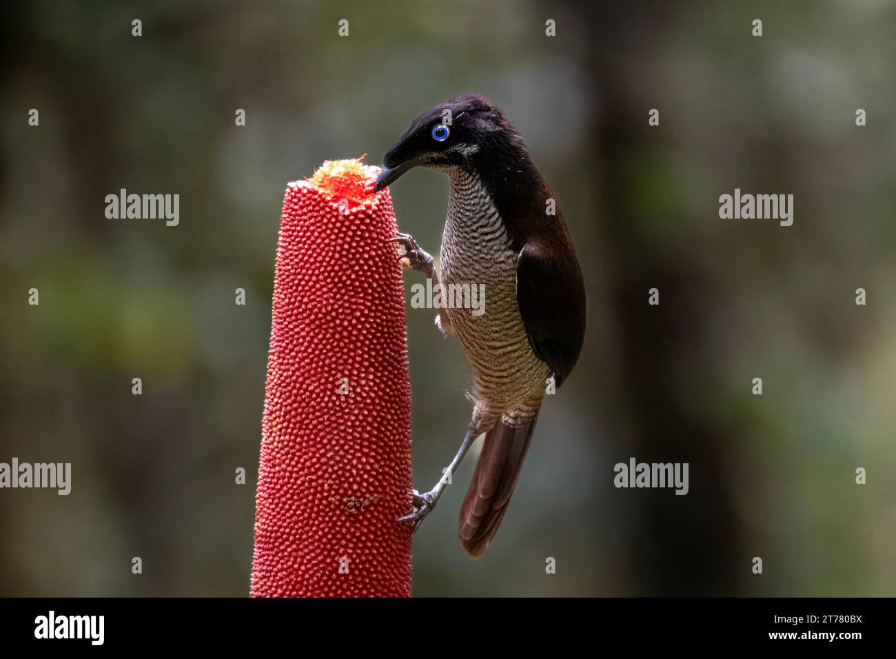 Parotia bird of paradise Banque de photographies et d’images à haute ...