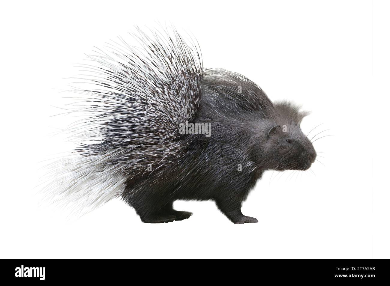 Porc épique Banque d'images détourées - Alamy