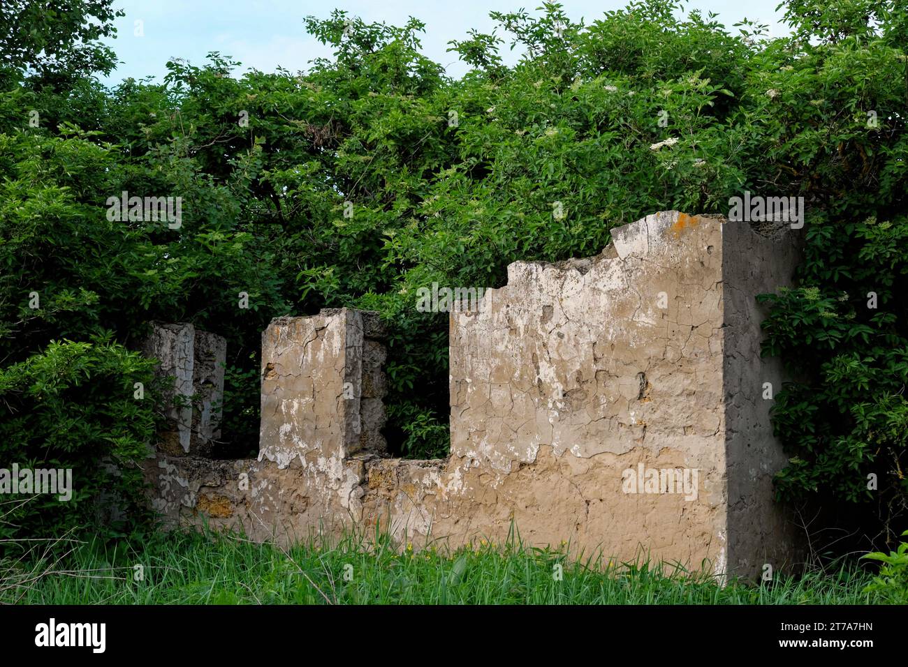 Remnant forest Banque de photographies et d’images à haute résolution ...