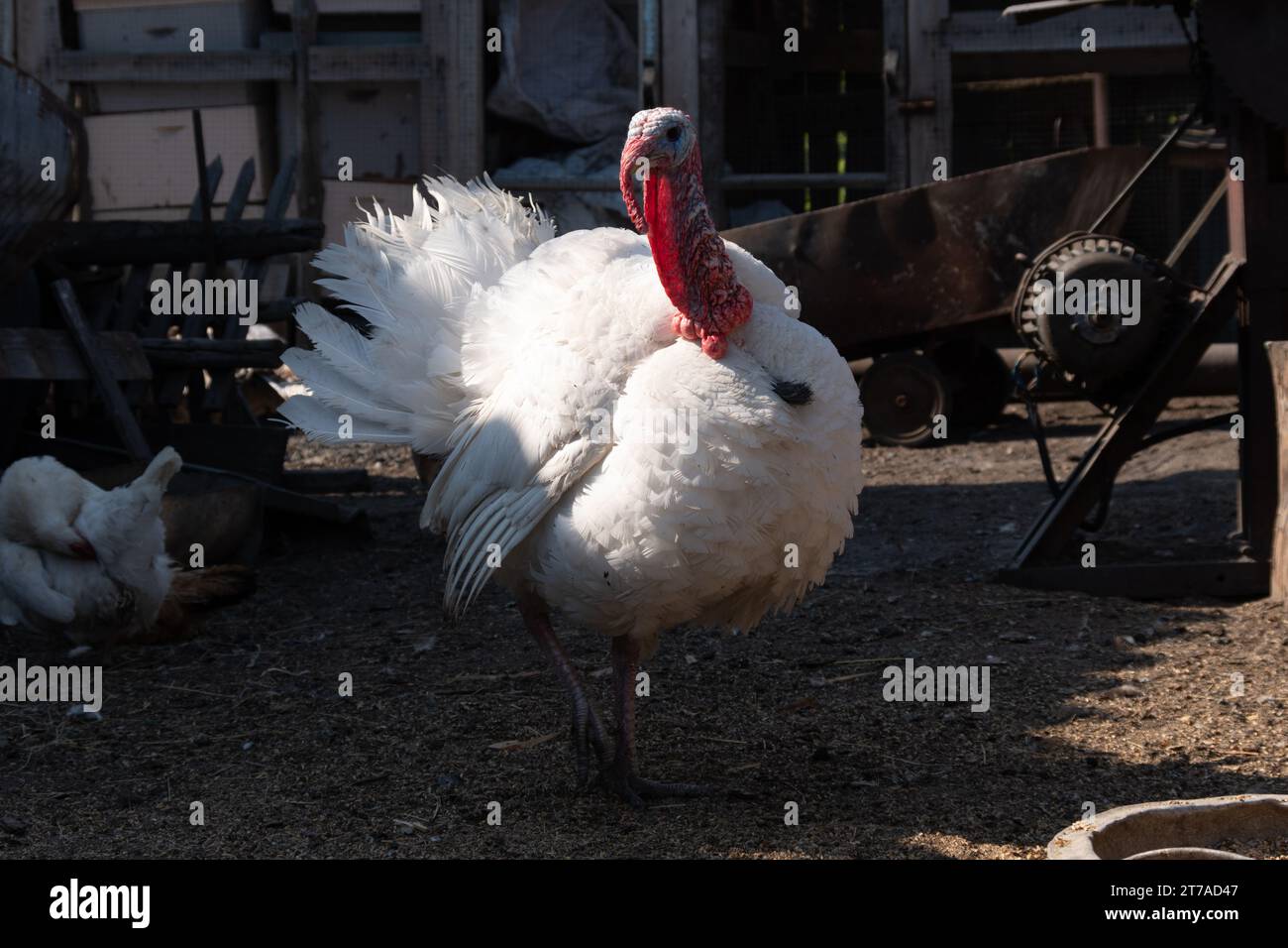 Un oiseau blanc de dinde dans la cour arrière de la ferme. Un bel ...