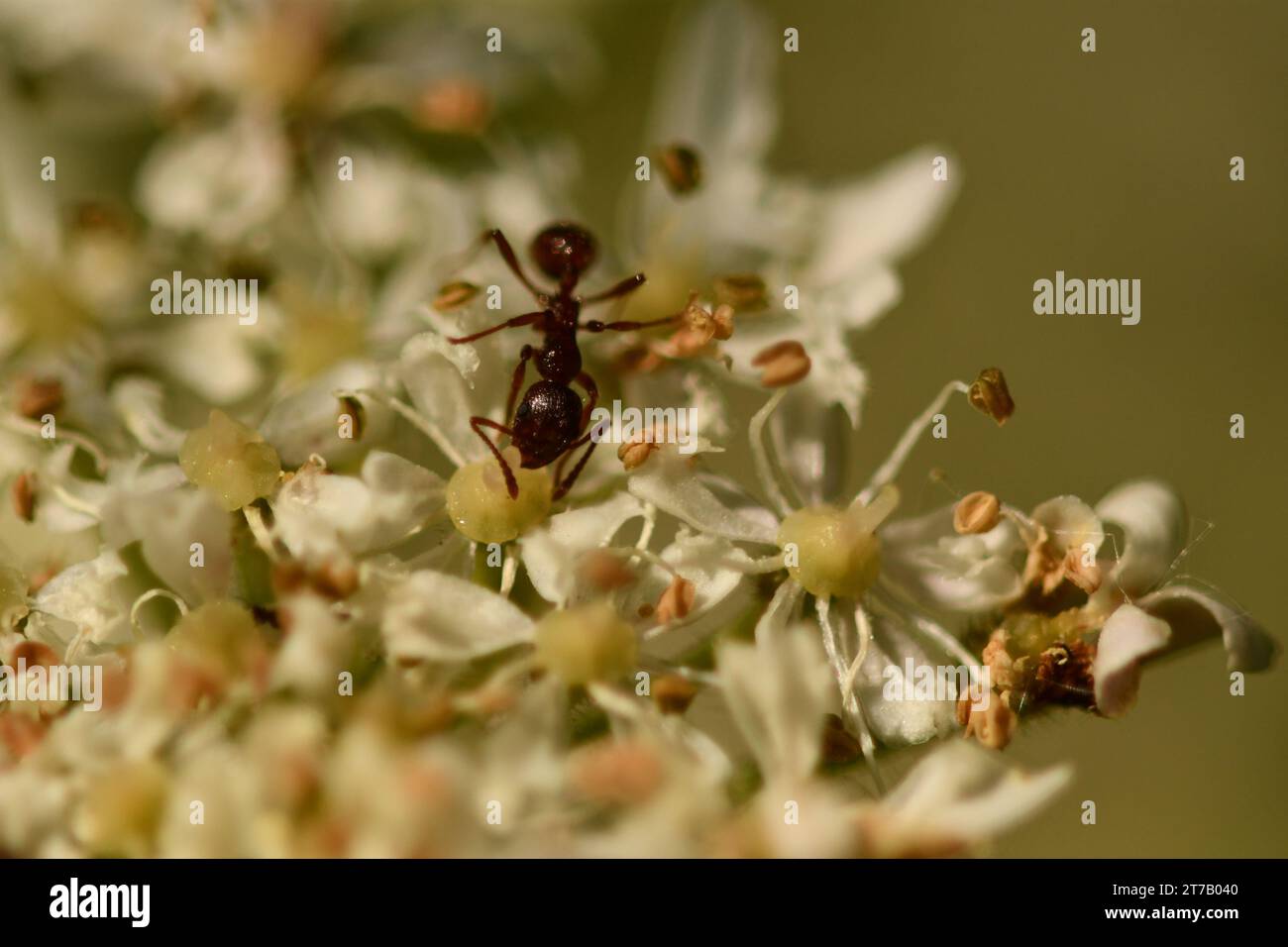 Fourmis rouges poilues Banque de photographies et d’images à haute ...