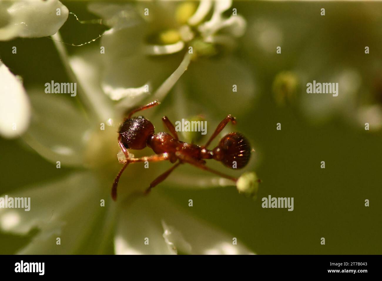 Fourmis rouges poilues Banque de photographies et d’images à haute ...