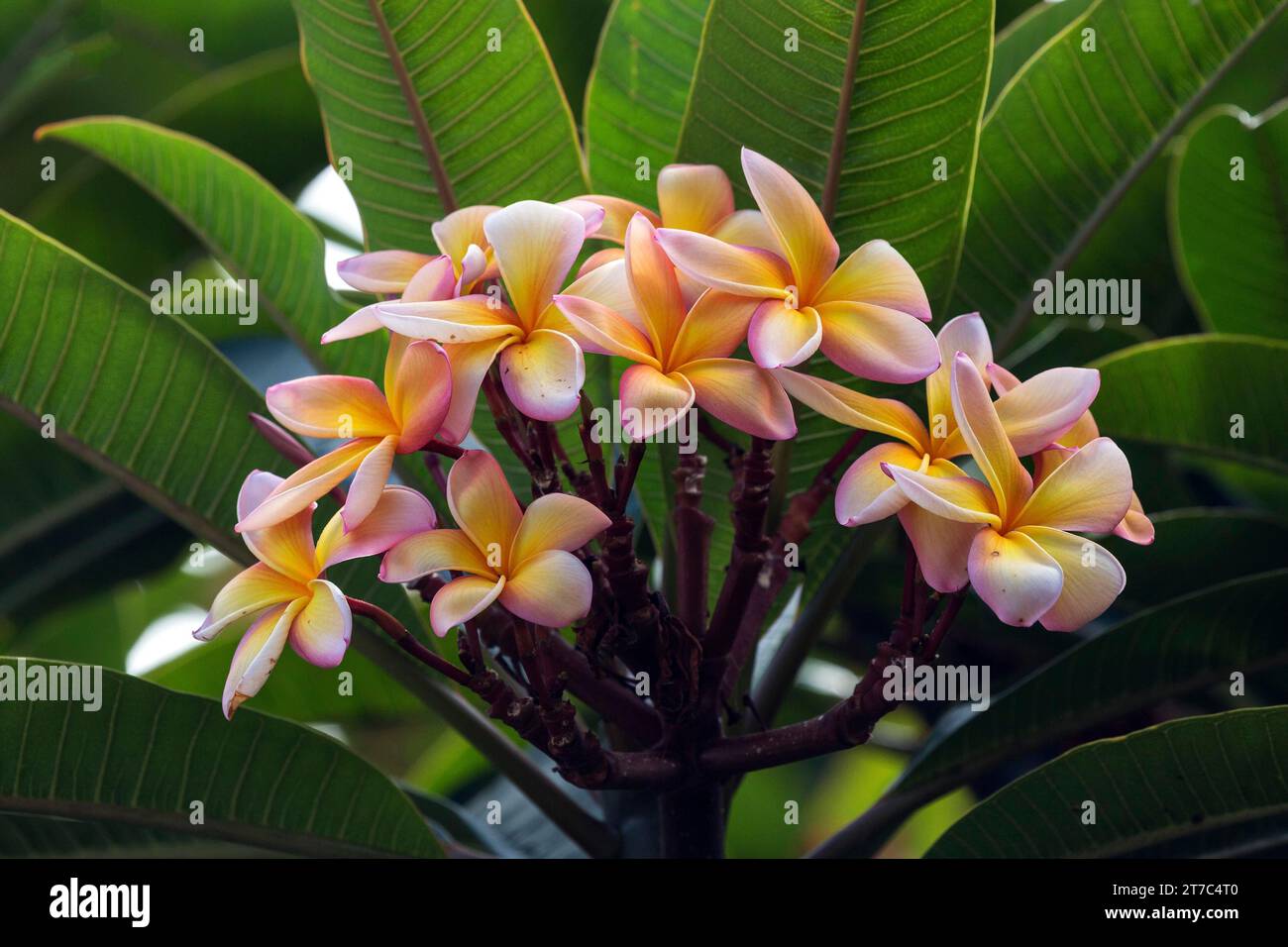 Frangipanier rouge plumeria rubra Banque de photographies et d’images à ...