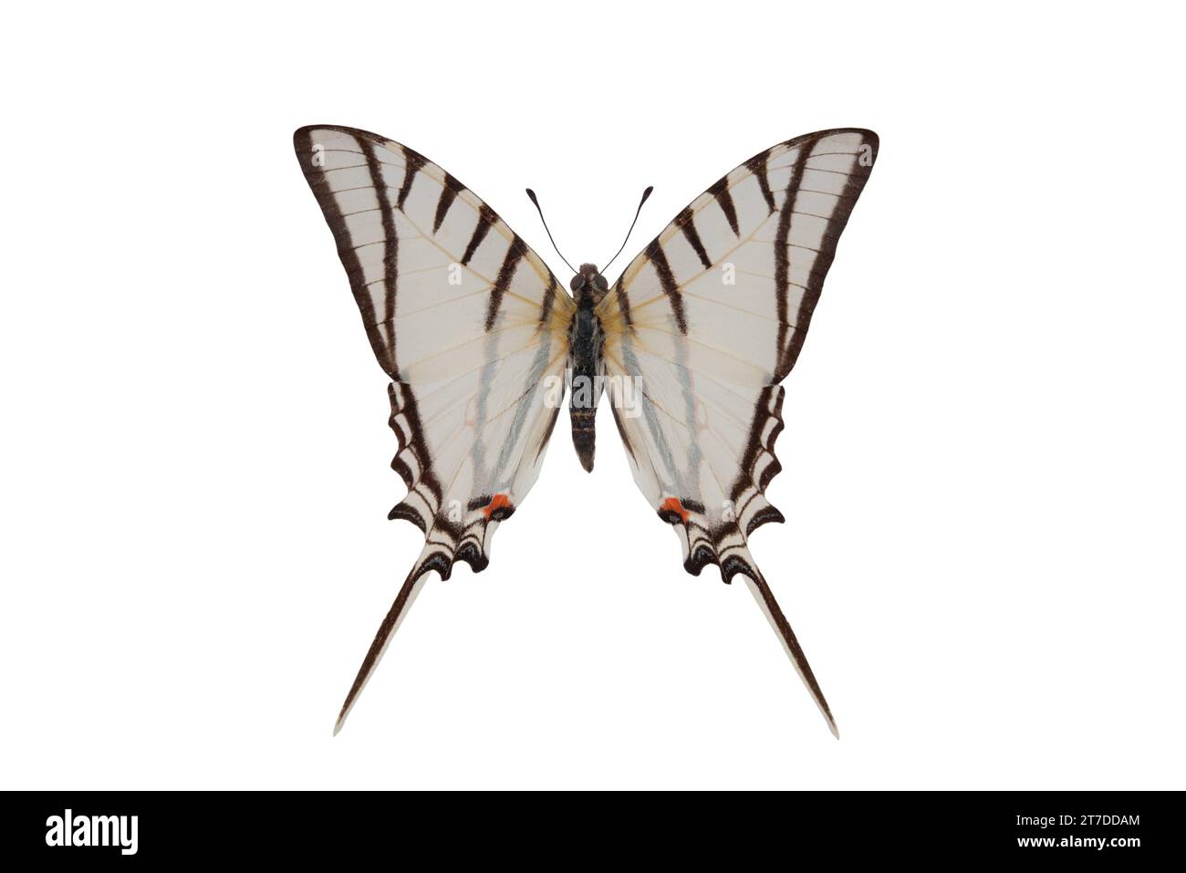 Papilio protesilaus Banque de photographies et d’images à haute ...