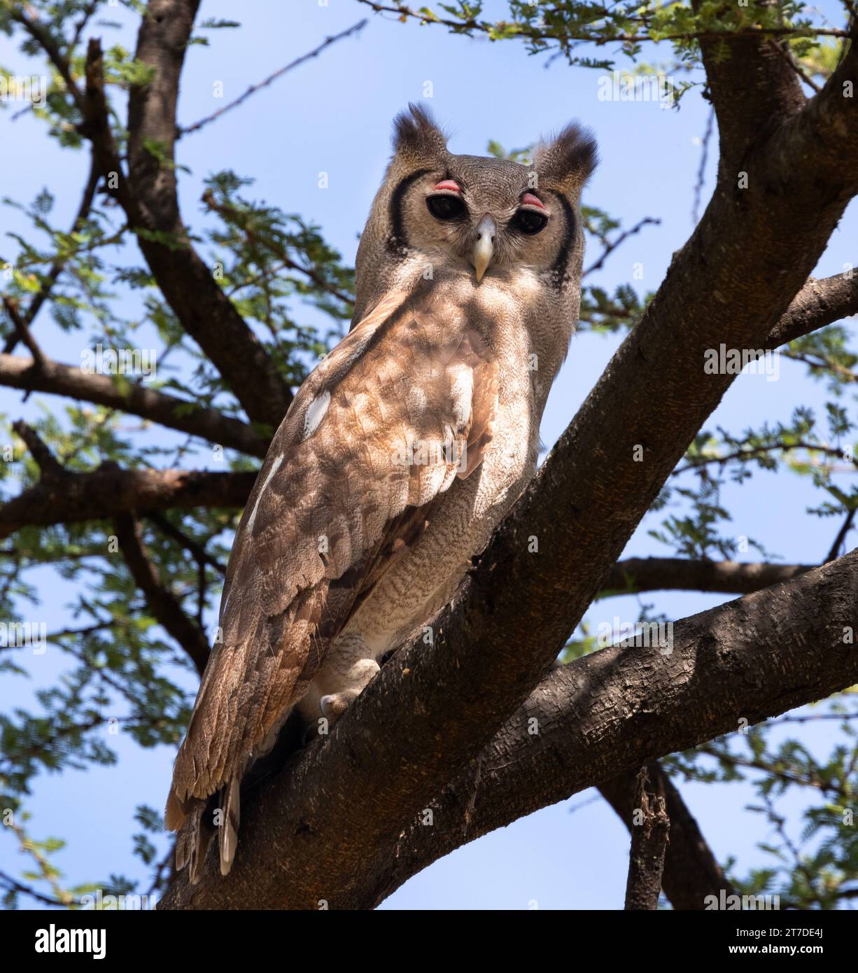 Afrique le plus grand aigle Banque de photographies et d’images à haute ...